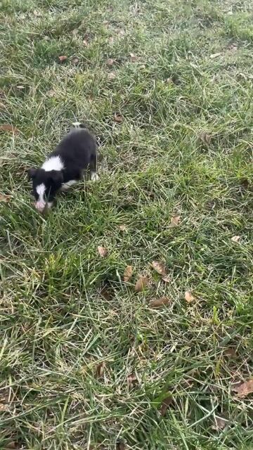 Ace, a White & Black Male Border Collie Puppy 808138 | PuppySpot